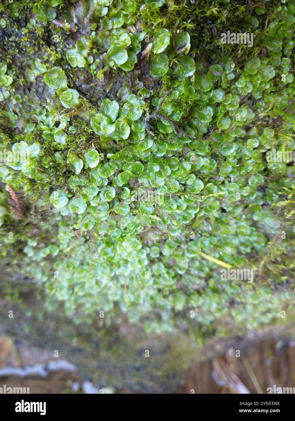 Crescent-cup liverwort (Lunularia cruciata Stock Photo - Alamy