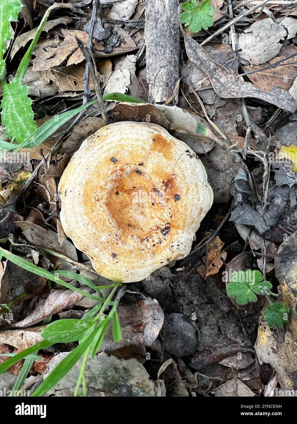 golden milkcap (Lactarius alnicola Stock Photo - Alamy