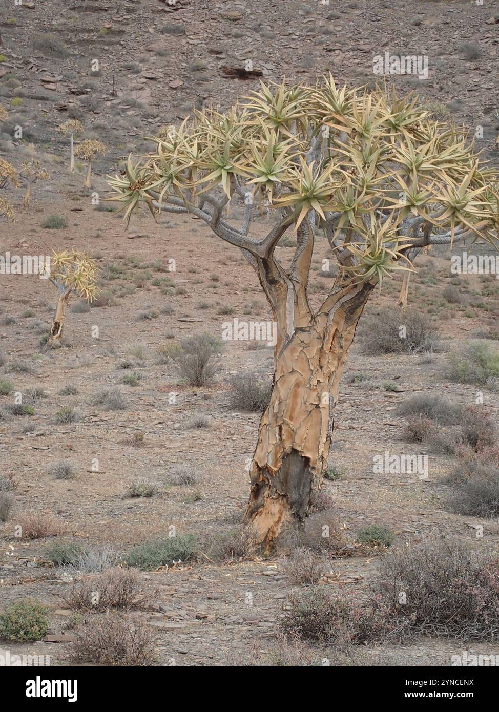 Quiver Tree (Aloidendron dichotomum Stock Photo - Alamy