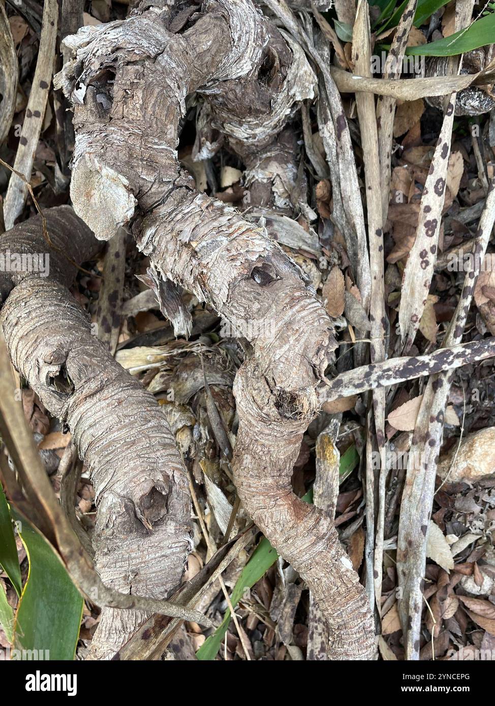 Yucca rupicola hi-res stock photography and images - Alamy