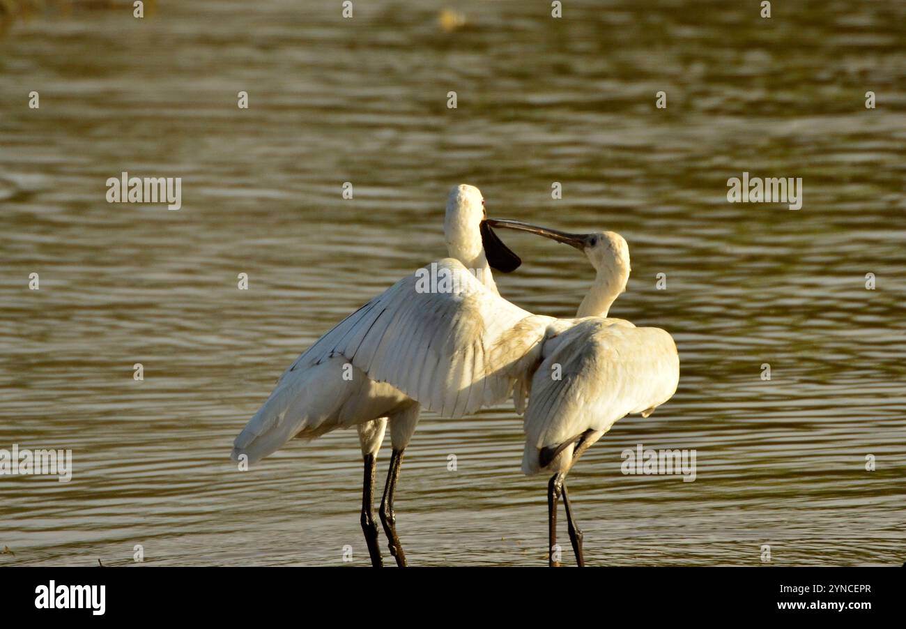 Secret birds hi-res stock photography and images - Alamy