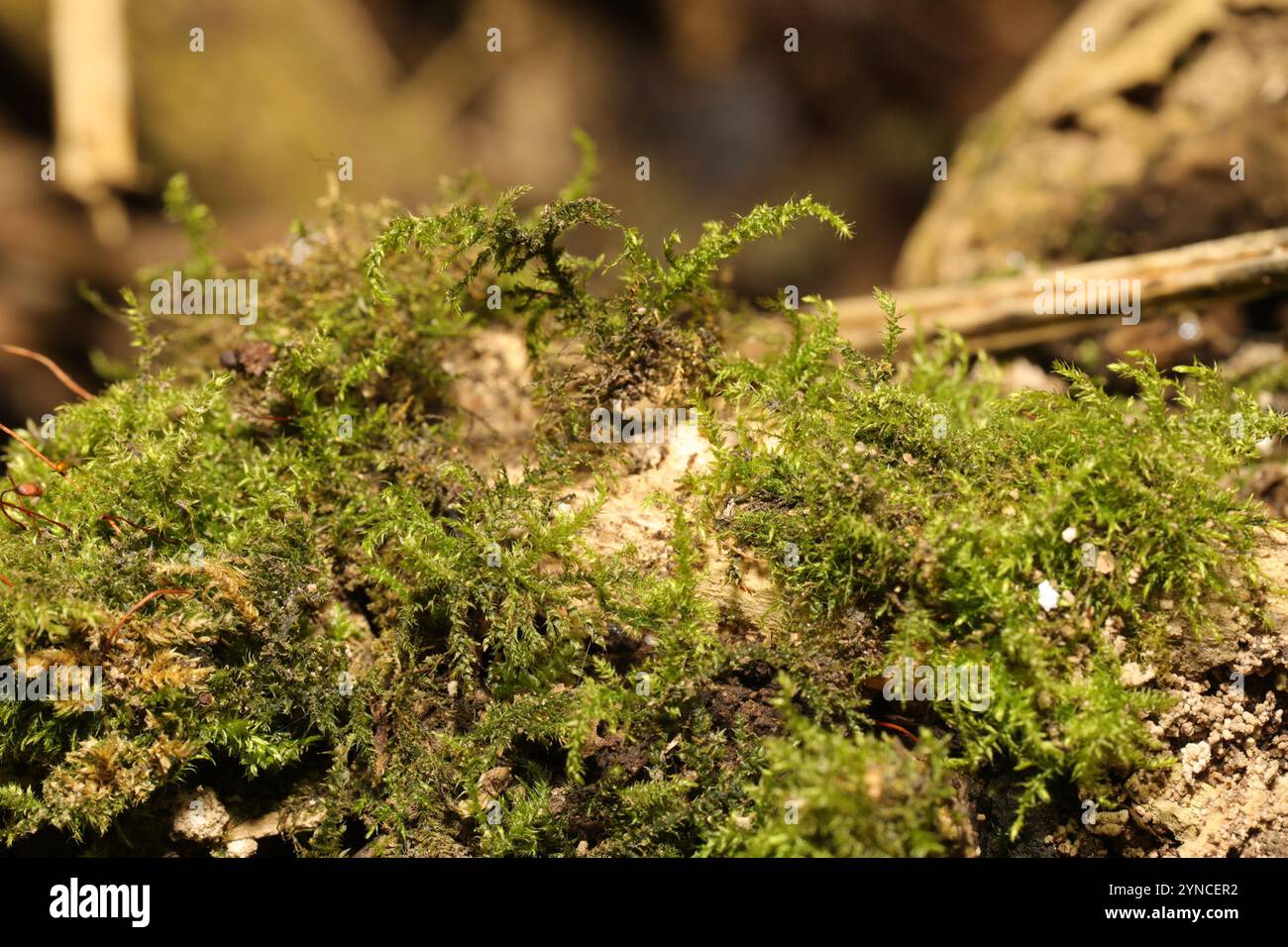 creeping feather-moss (Amblystegium serpens Stock Photo - Alamy
