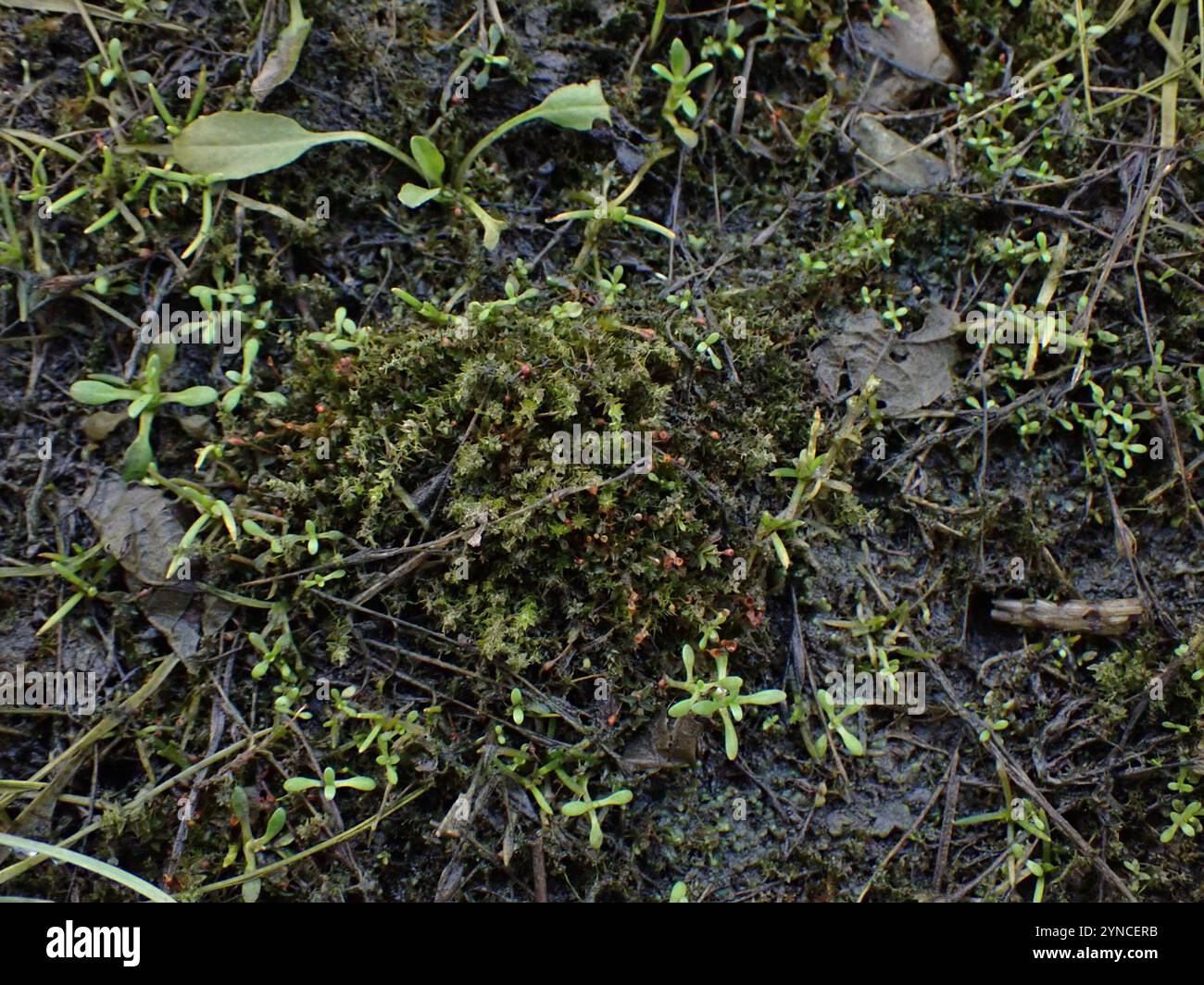 Common Pottia (Tortula truncata Stock Photo - Alamy