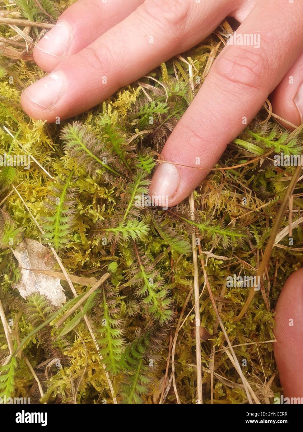 Leptinella (Leptinella squalida Stock Photo - Alamy