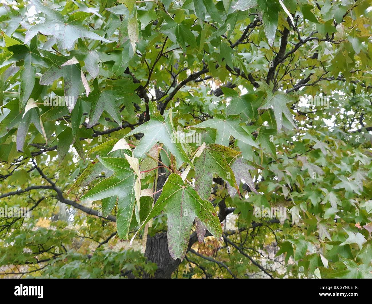 American sweetgum (Liquidambar styraciflua Stock Photo - Alamy