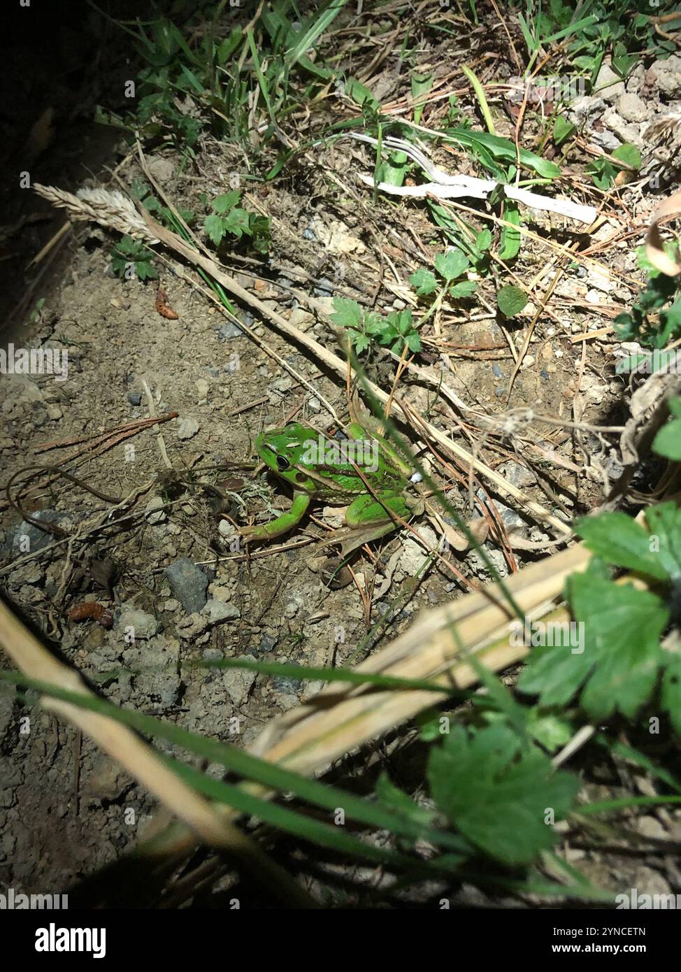Southern Bell Frog (Ranoidea raniformis Stock Photo - Alamy