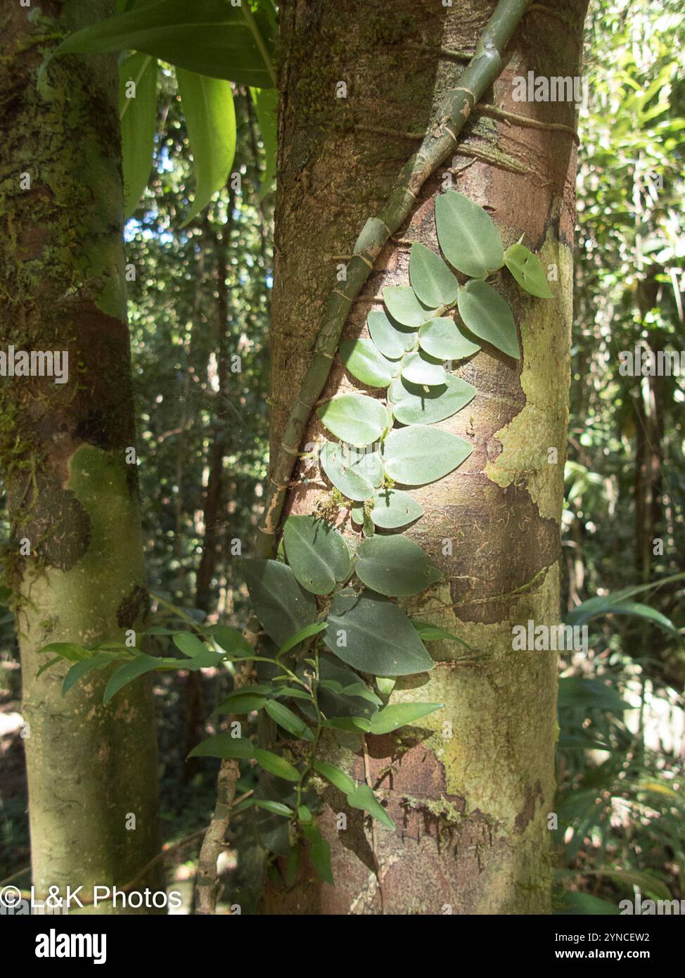 shingle plant (Rhaphidophora hayi Stock Photo - Alamy