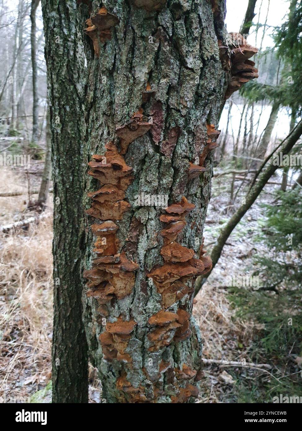 Alder Bracket (Mensularia radiata Stock Photo - Alamy