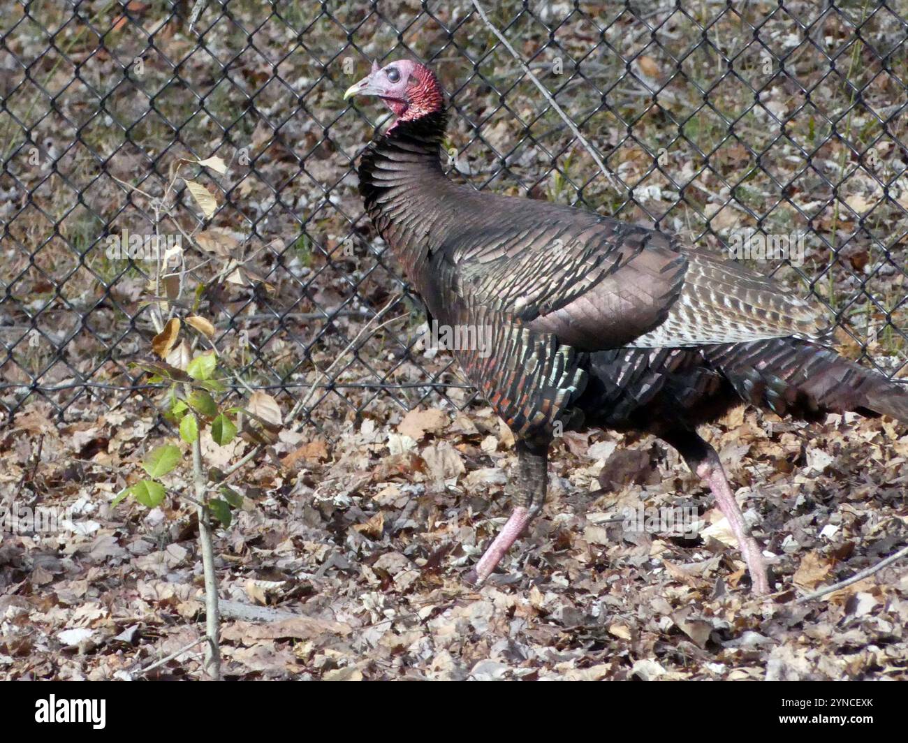 Wild Turkey (Meleagris gallopavo Stock Photo - Alamy