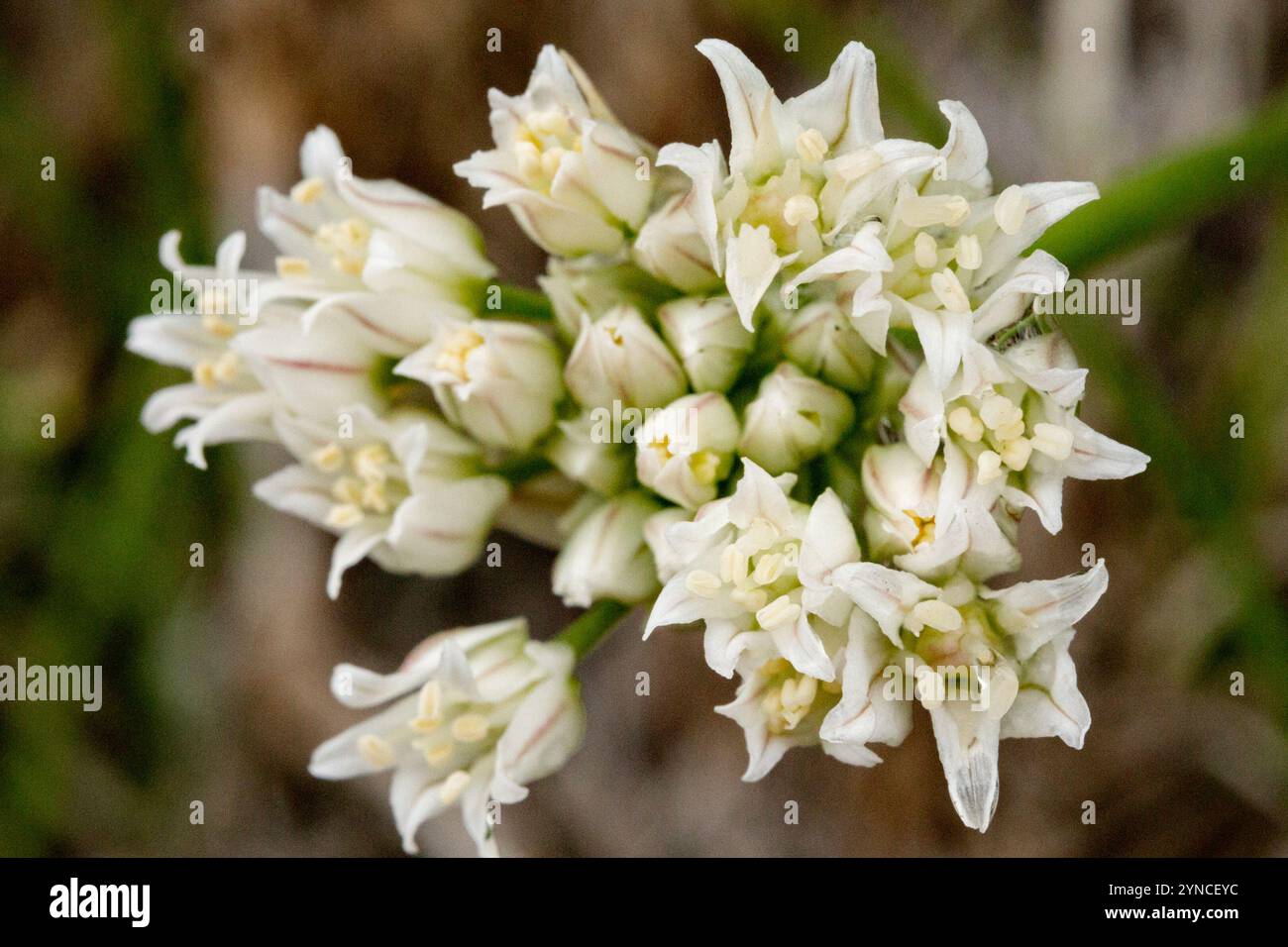 Textile onion (Allium textile Stock Photo - Alamy