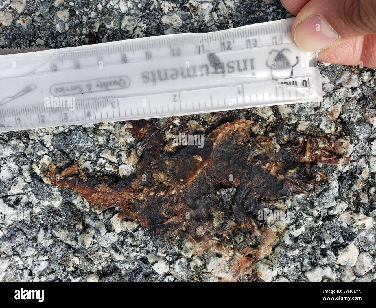 Pacific Newts (Taricha Stock Photo - Alamy