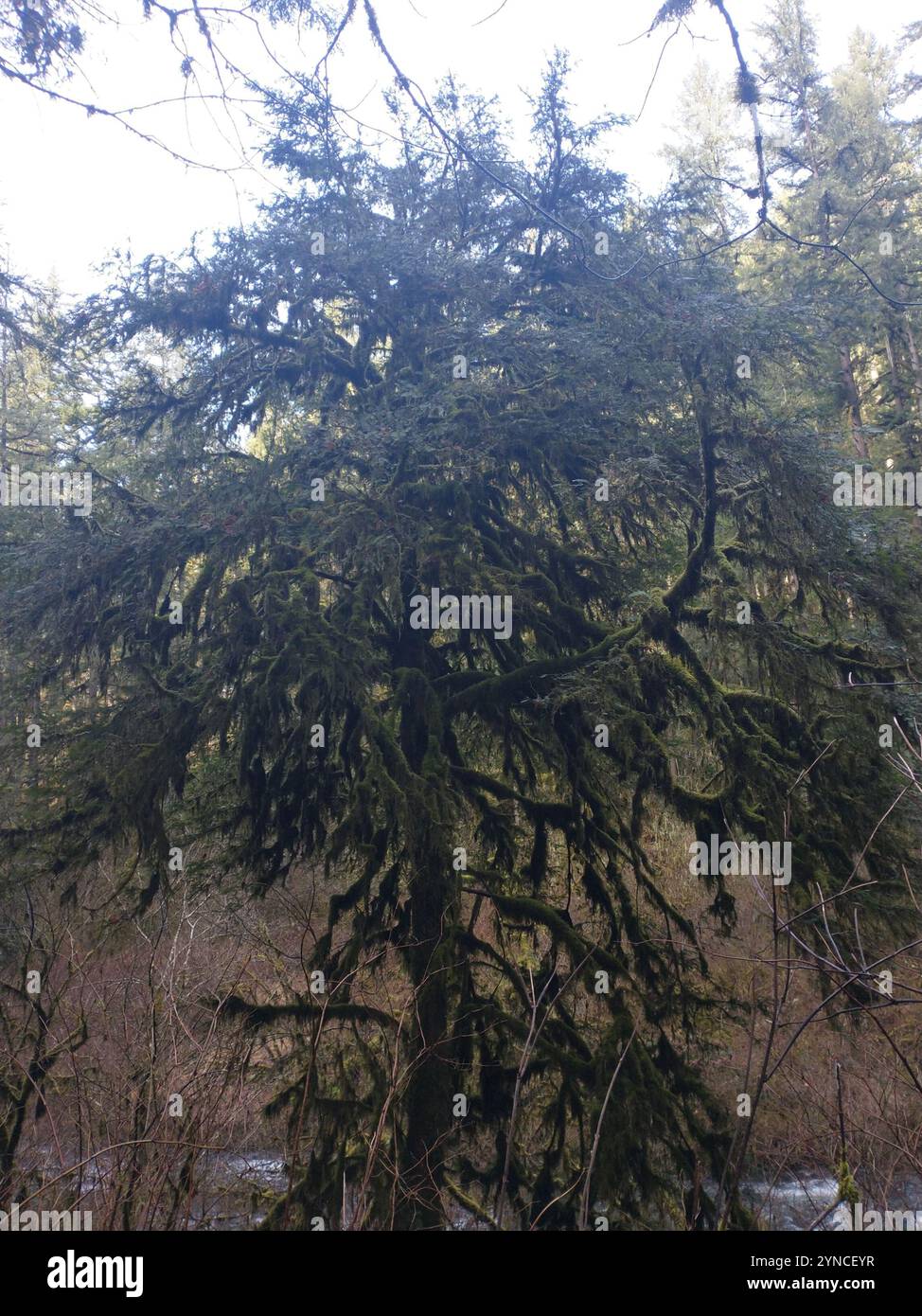 Pacific yew (Taxus brevifolia Stock Photo - Alamy