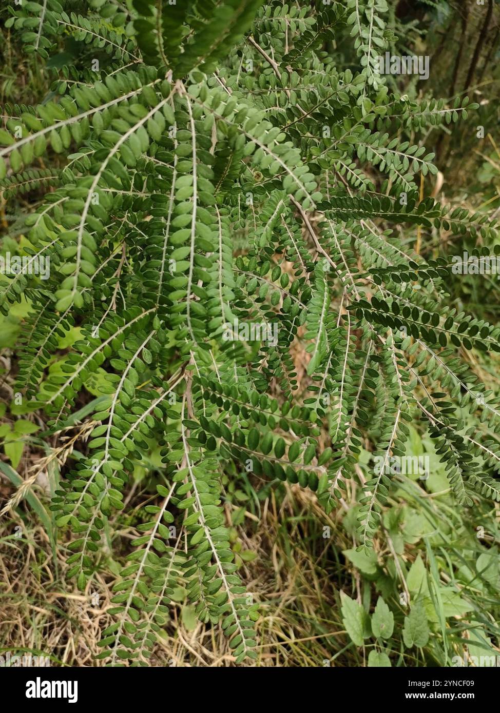 Small-leaved kowhai (Sophora microphylla Stock Photo - Alamy