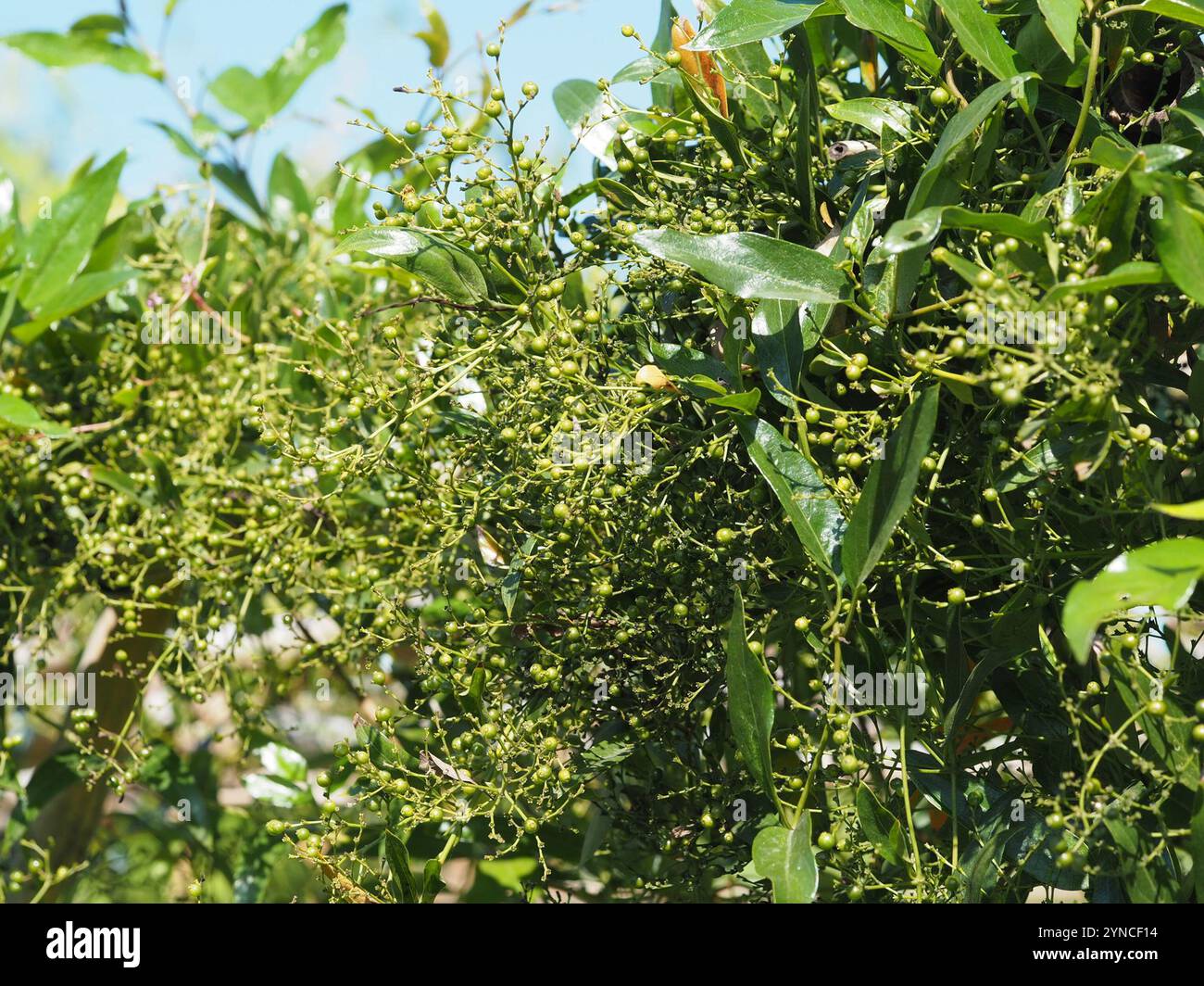 skunk vine (Paederia foetida Stock Photo - Alamy