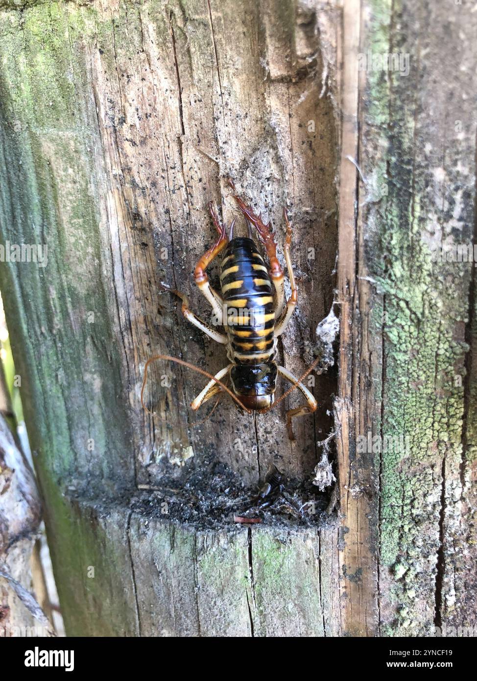 Wellington Tree Wētā (Hemideina crassidens Stock Photo - Alamy