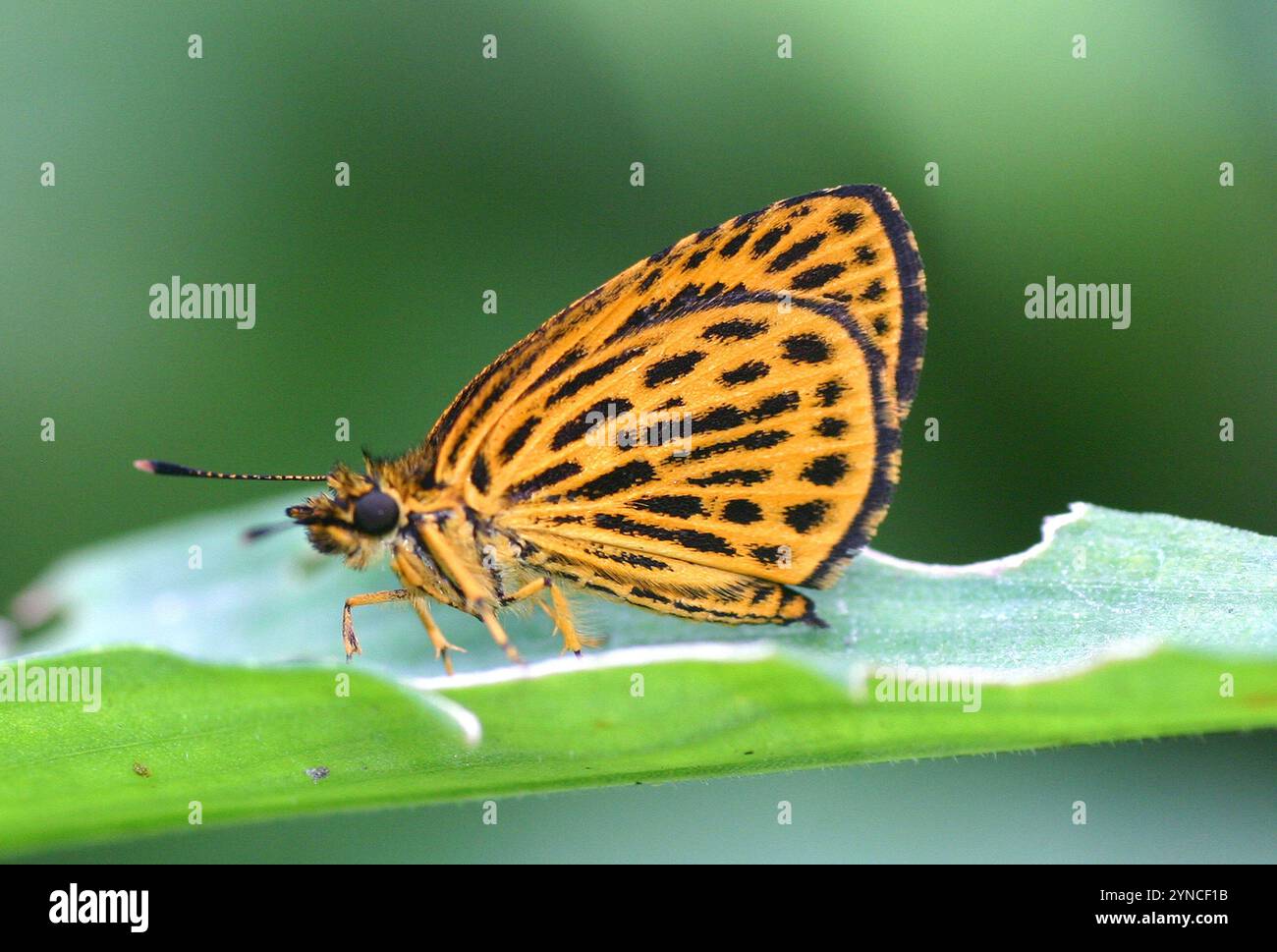 Tiger Hopper (Ampittia subvittatus Stock Photo - Alamy