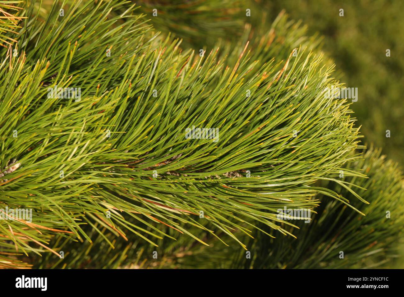 black pine (Pinus nigra Stock Photo - Alamy