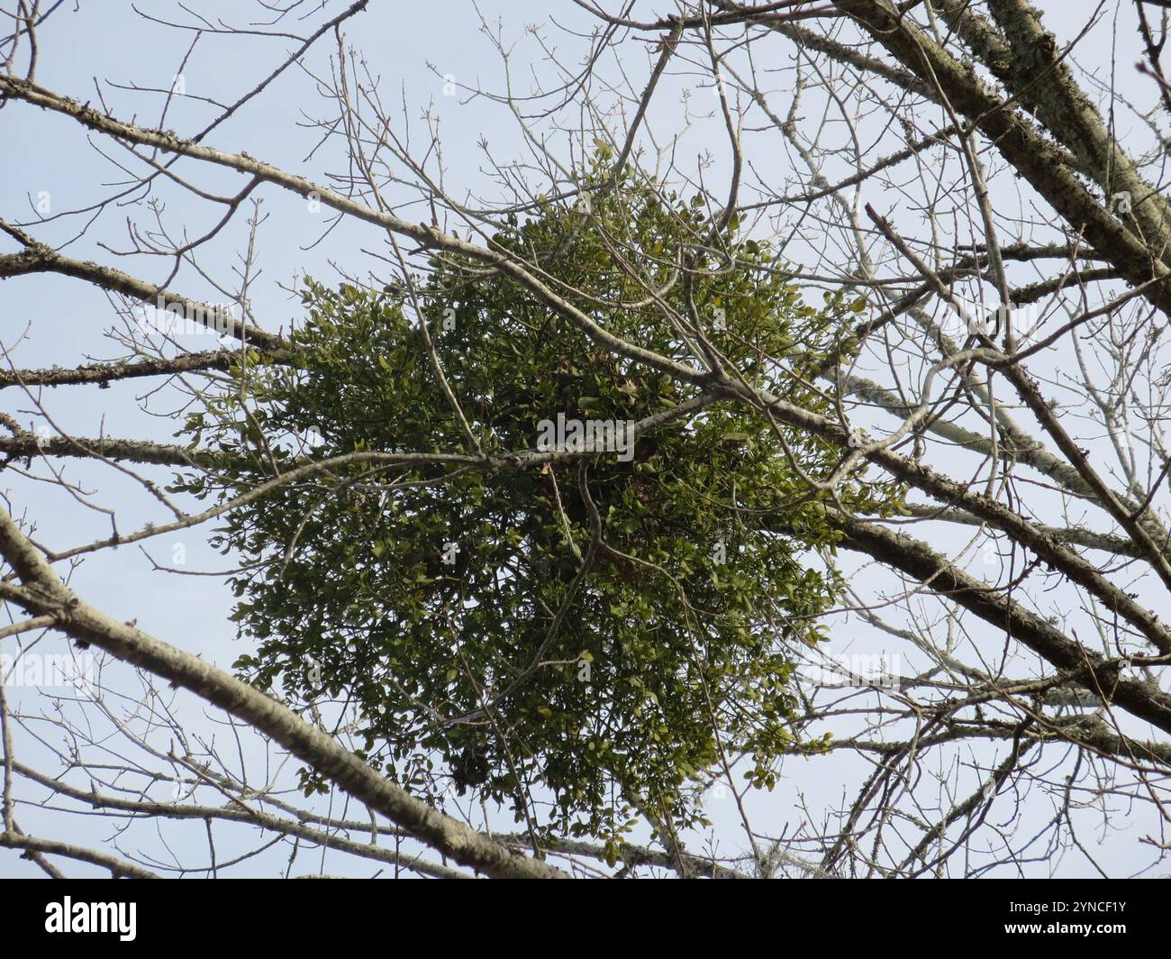 American Mistletoe (Phoradendron leucarpum Stock Photo - Alamy