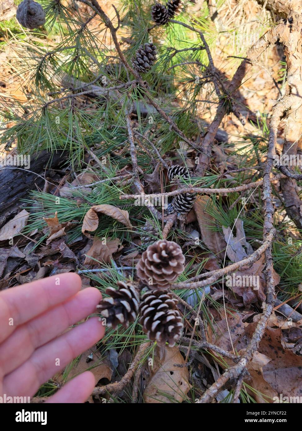 shortleaf pine (Pinus echinata Stock Photo - Alamy