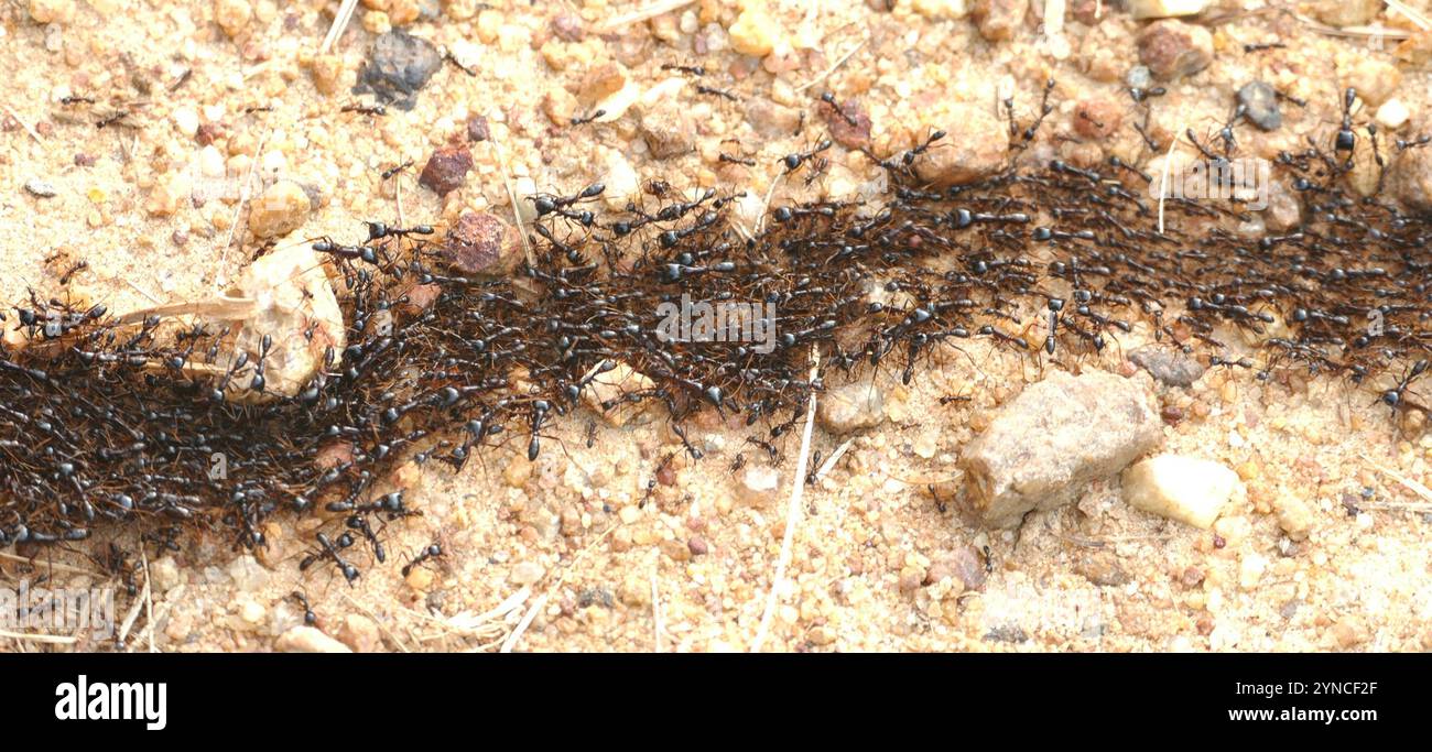 Typical Driver Ants (Dorylus nigricans Stock Photo - Alamy