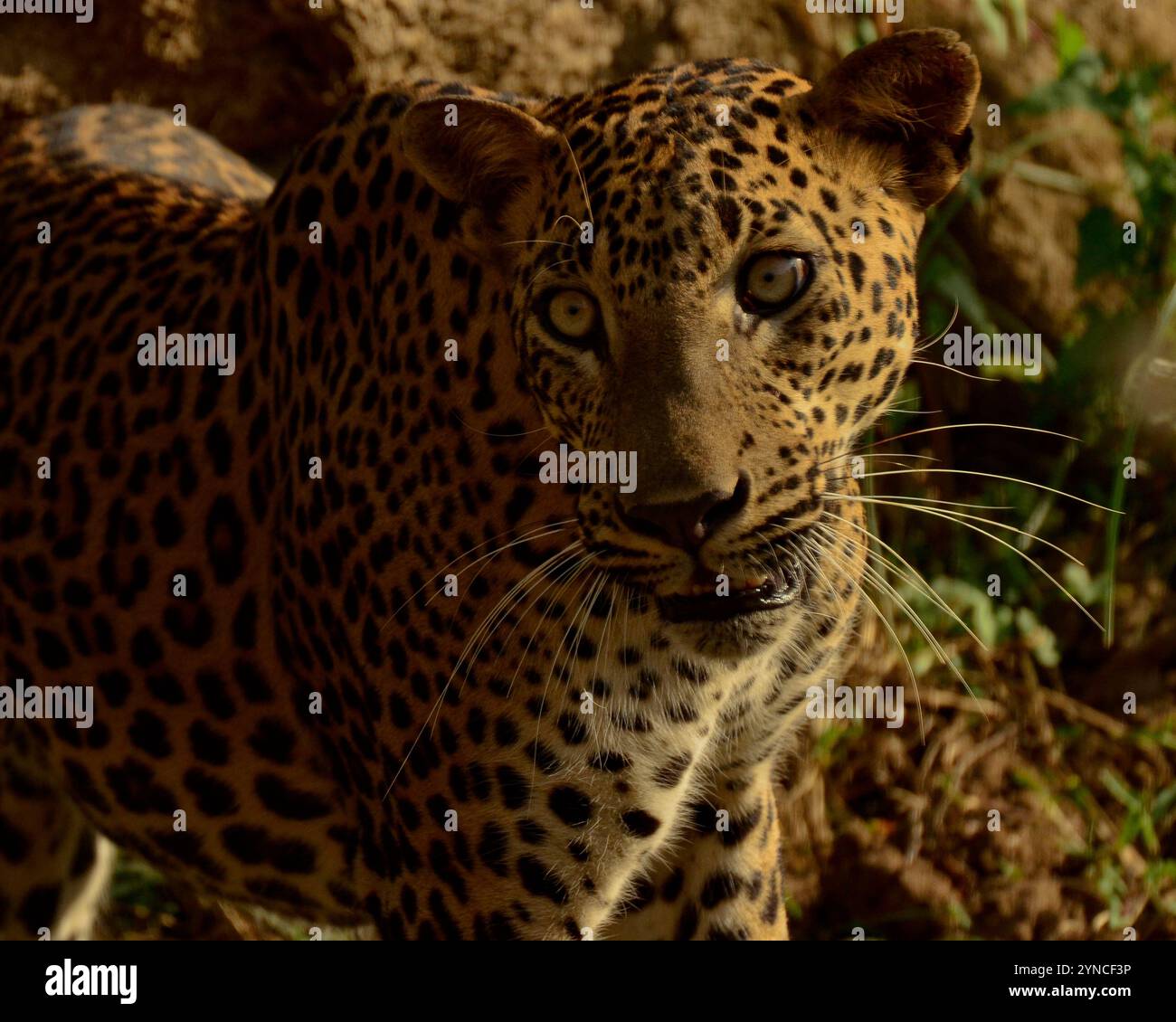 Wiskes hi-res stock photography and images - Alamy