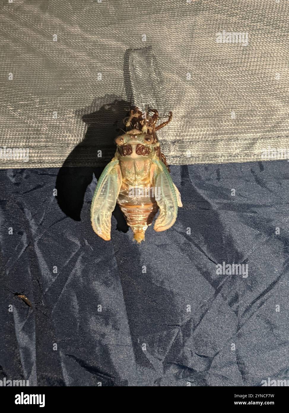 Razor Grinder (Henicopsaltria eydouxii Stock Photo - Alamy