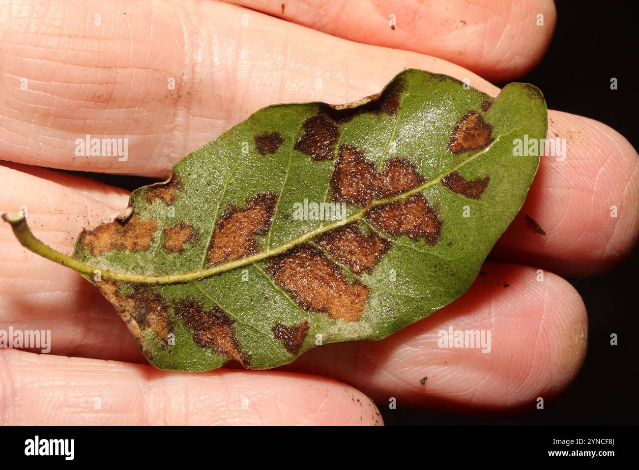 Holm Oak Felt Gall Mite (Aceria ilicis Stock Photo - Alamy