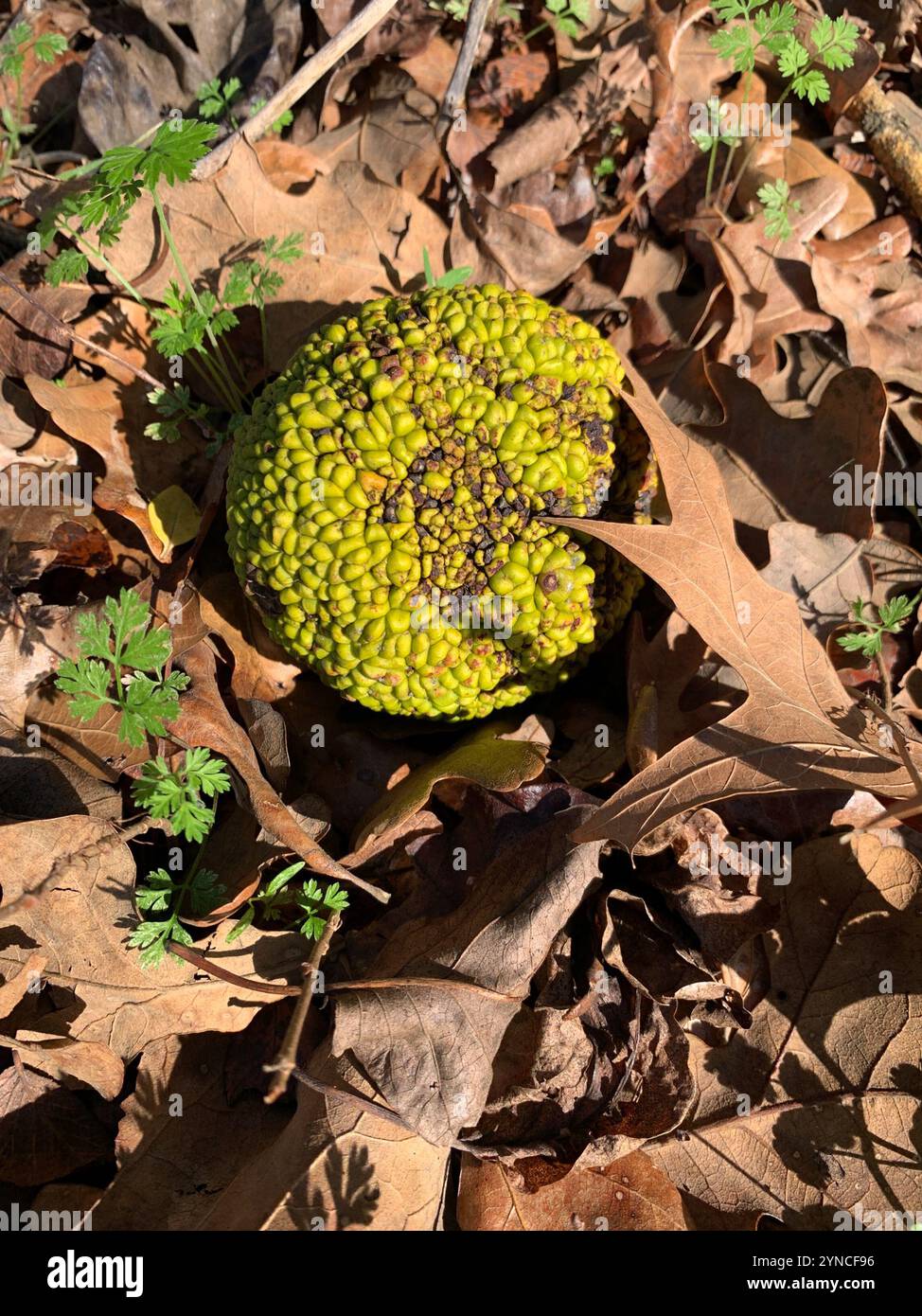 Osage-orange (Maclura pomifera Stock Photo - Alamy