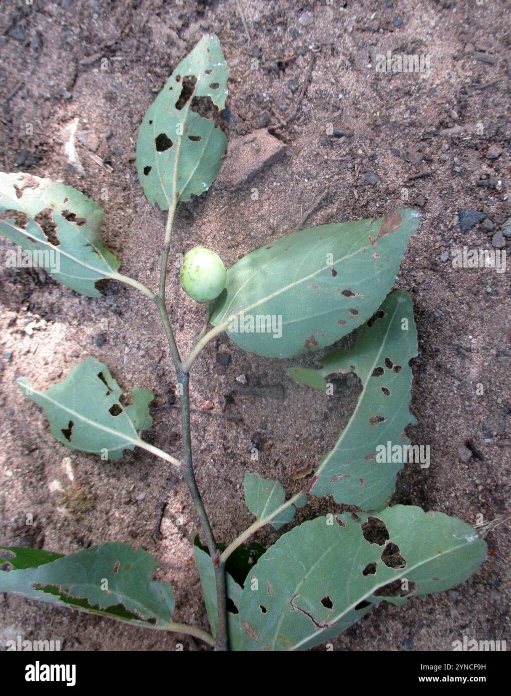 buffalo-thorn (Ziziphus mucronata Stock Photo - Alamy