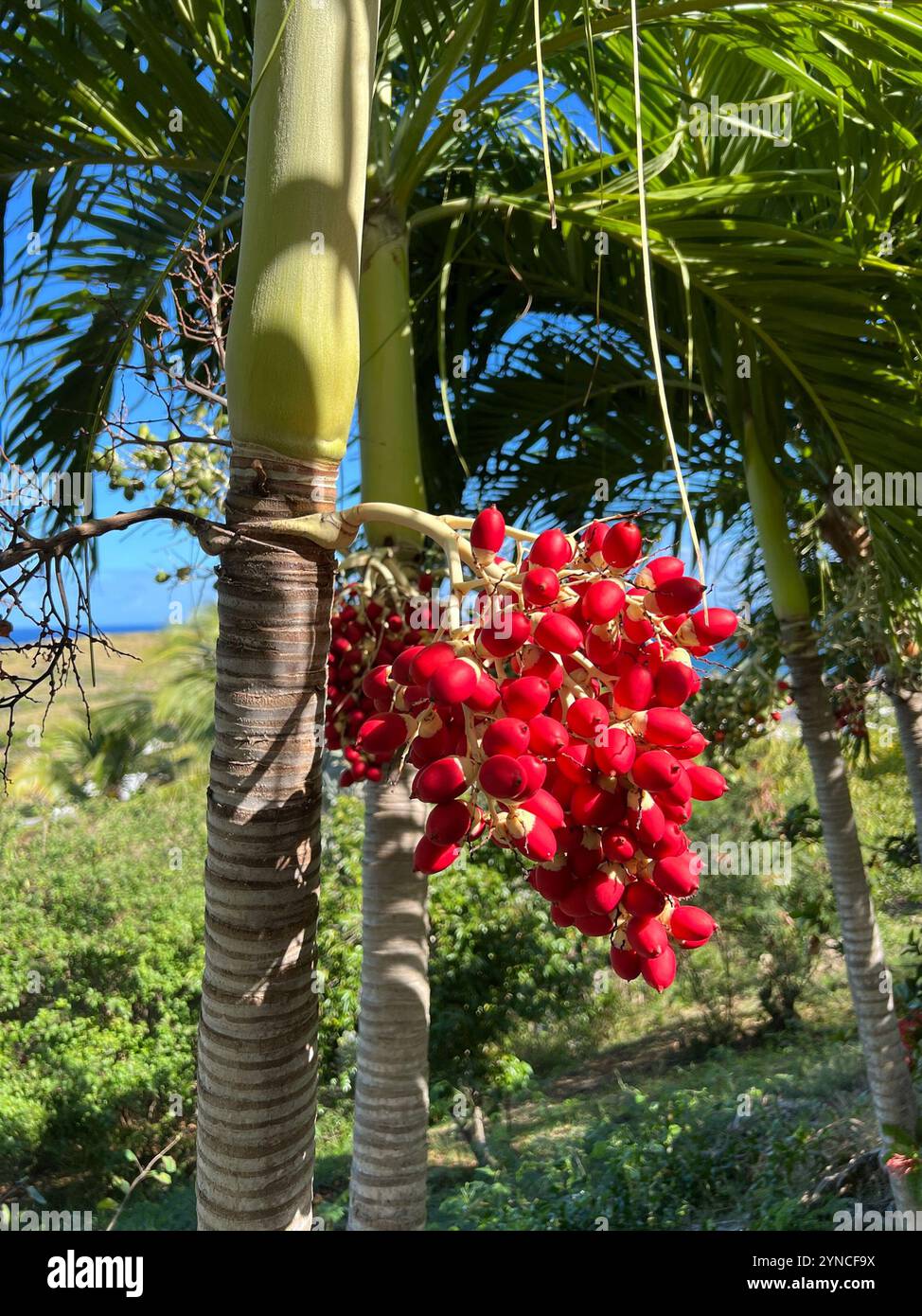 Manila Palm (Adonidia merrillii Stock Photo - Alamy
