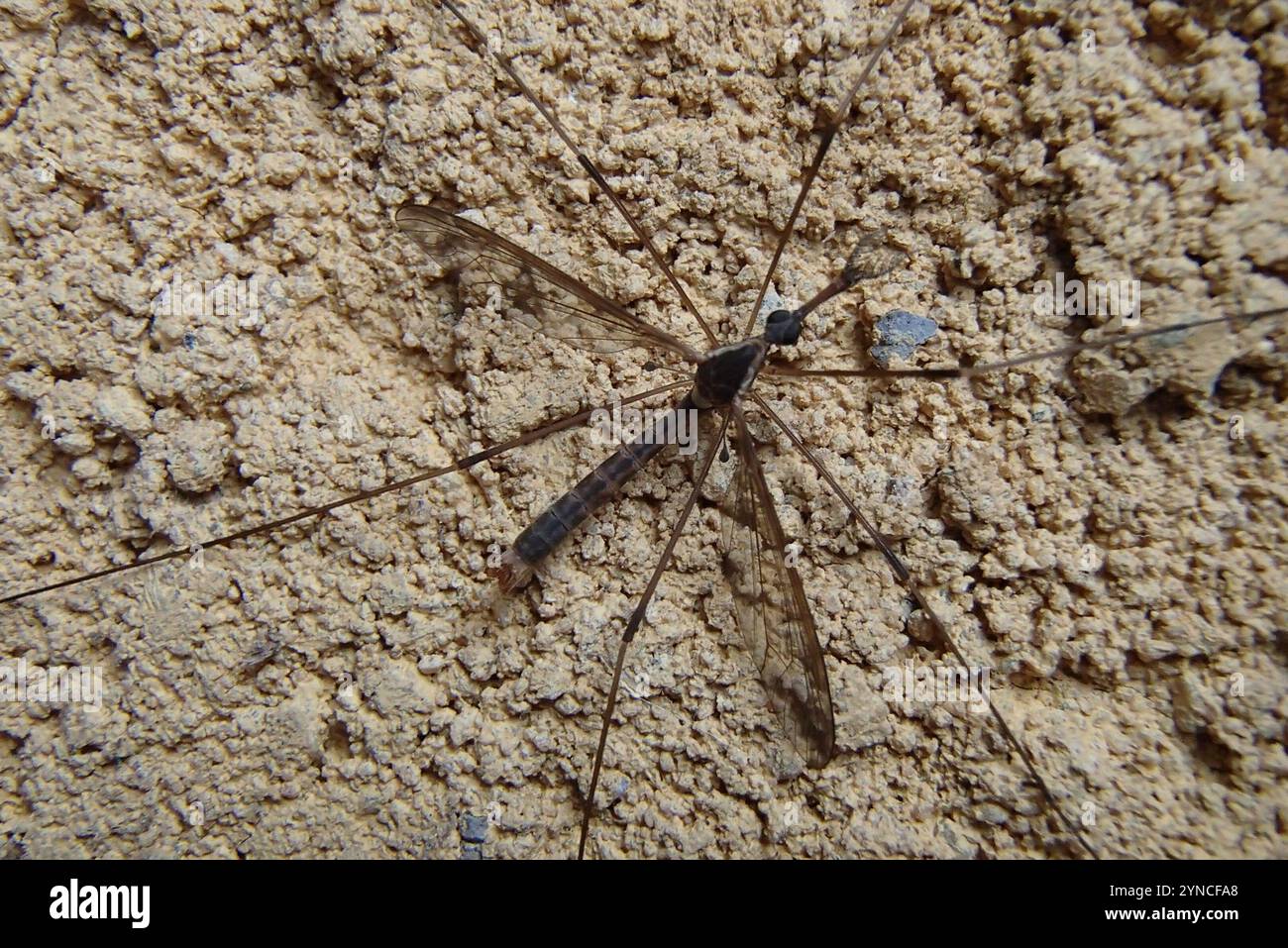 Crane Flies (Tipulomorpha Stock Photo - Alamy