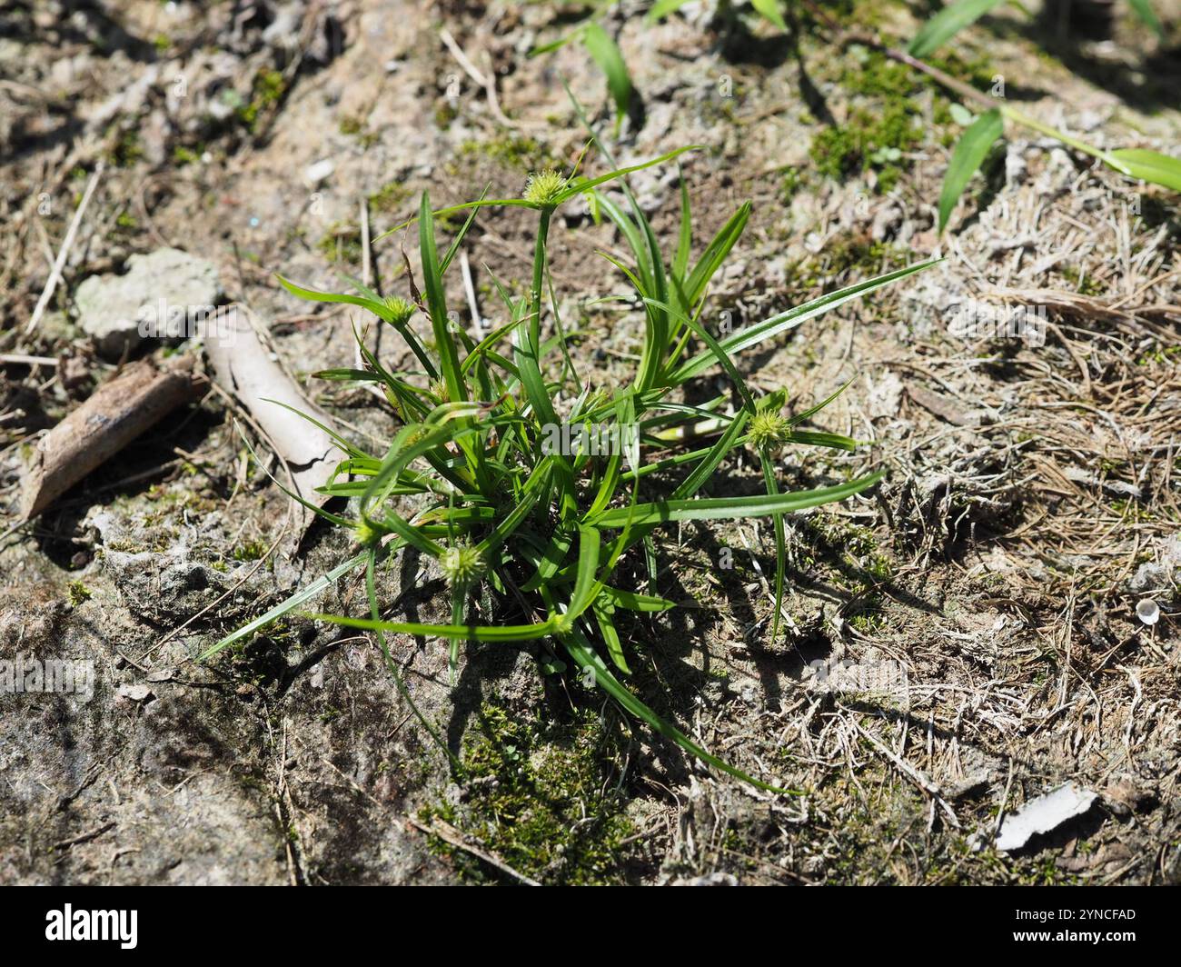 Shortleaf Spikesedge (Cyperus brevifolius Stock Photo - Alamy