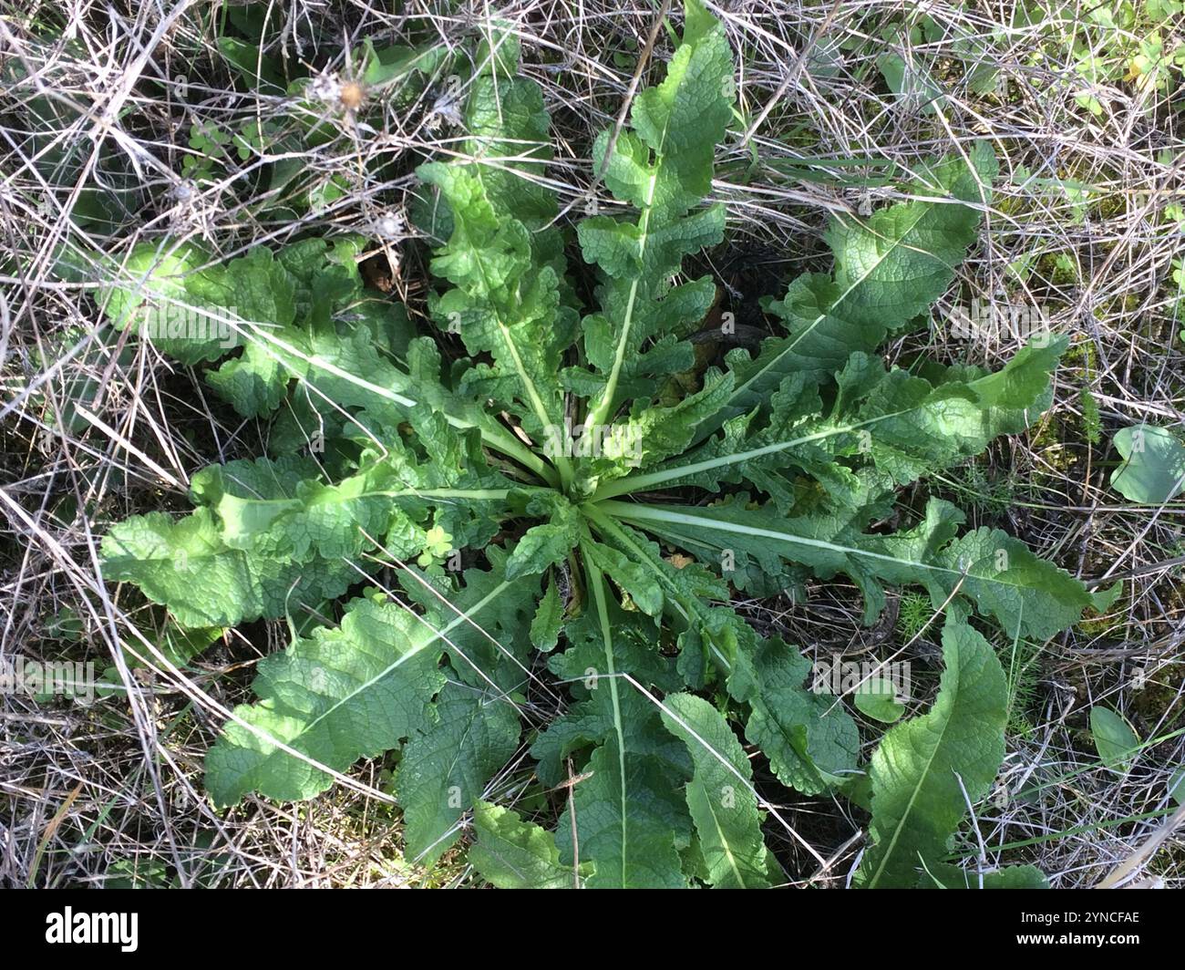 Mullein verbascum sinuatum hi-res stock photography and images - Alamy
