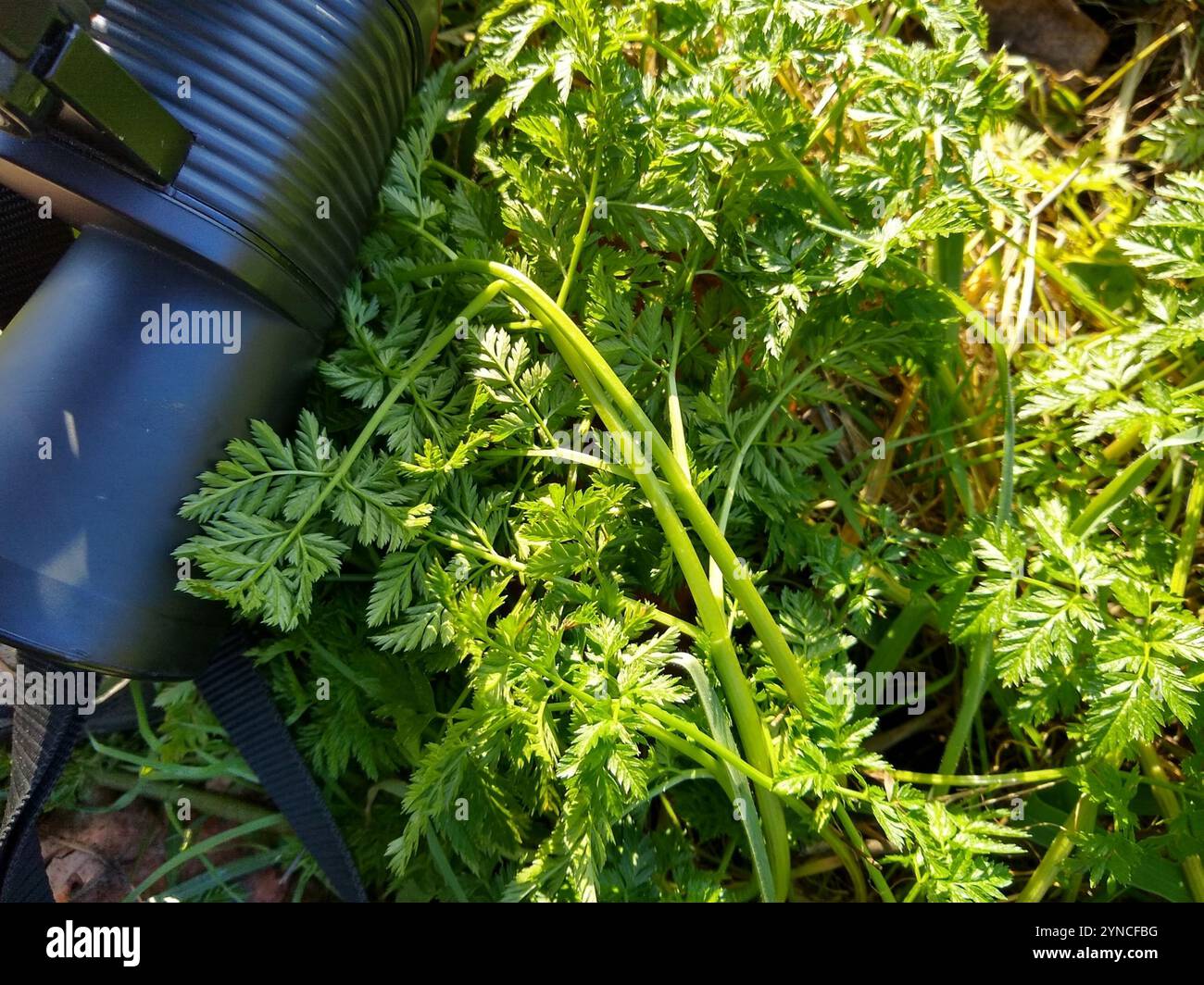 poison hemlock (Conium maculatum Stock Photo - Alamy