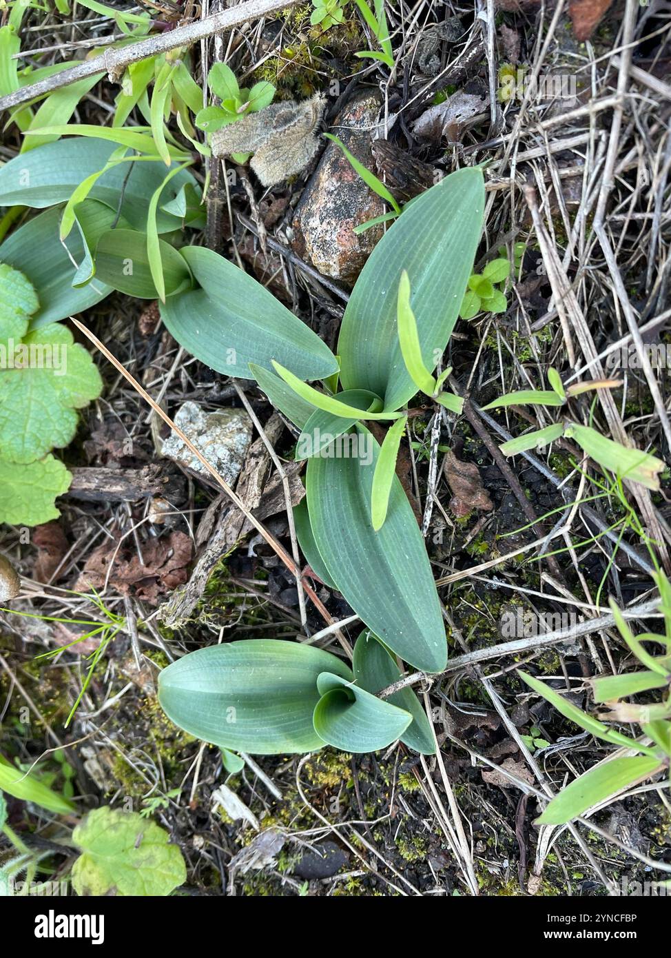 Elegant piperia hi-res stock photography and images - Alamy