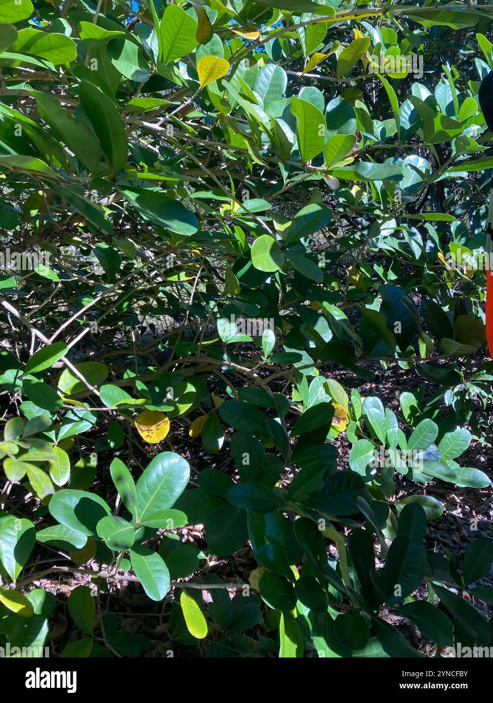 black calabash (Amphitecna latifolia Stock Photo - Alamy