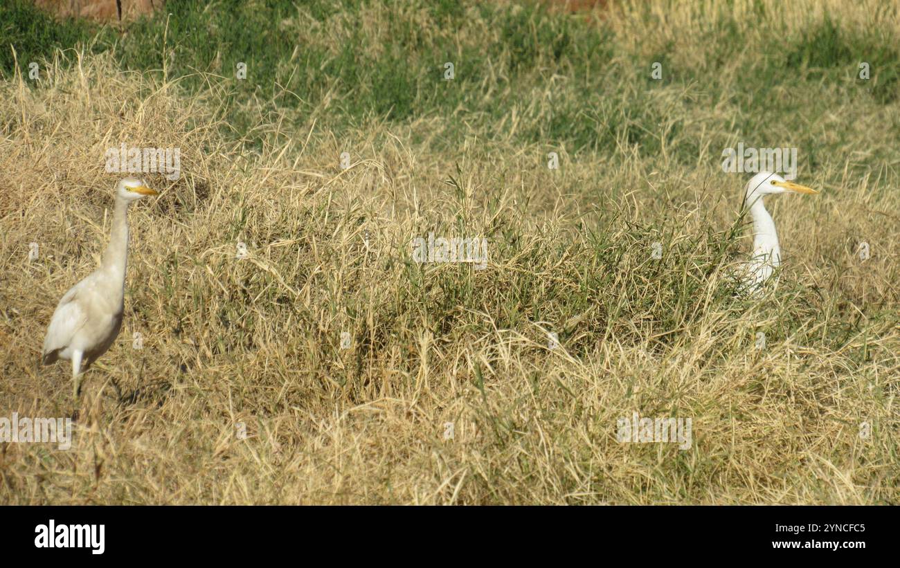Western Cattle-Egret (Ardea ibis Stock Photo - Alamy