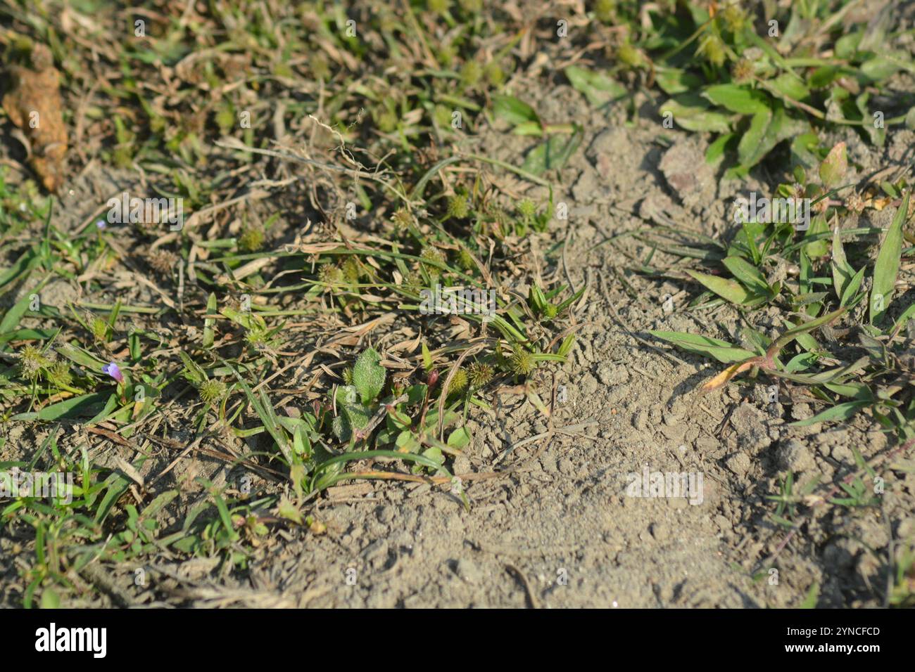 Shortleaf Spikesedge (Cyperus brevifolius Stock Photo - Alamy