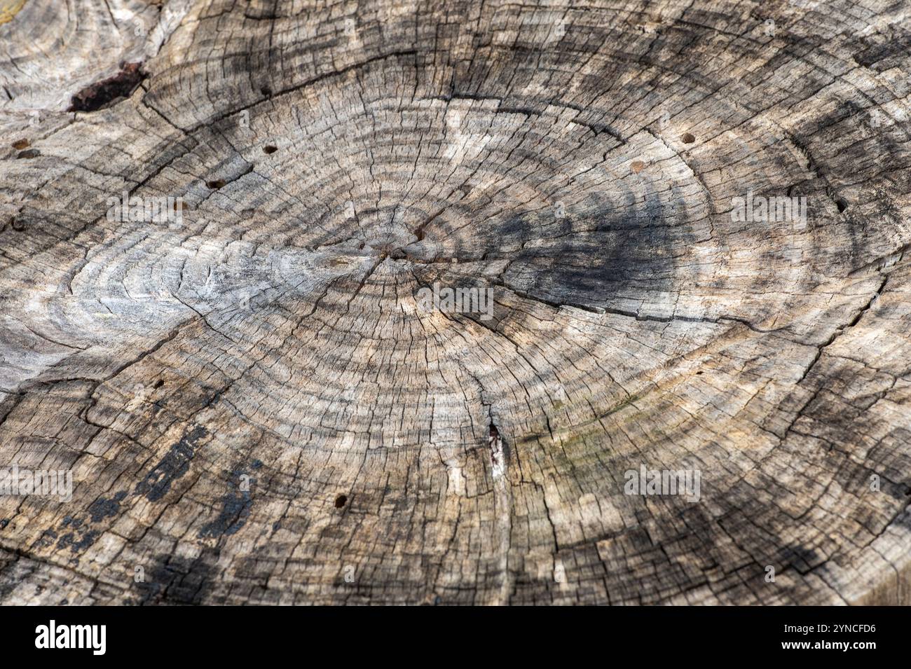 close-up of a cut log or tree showing tree rings or annual rings in a ...