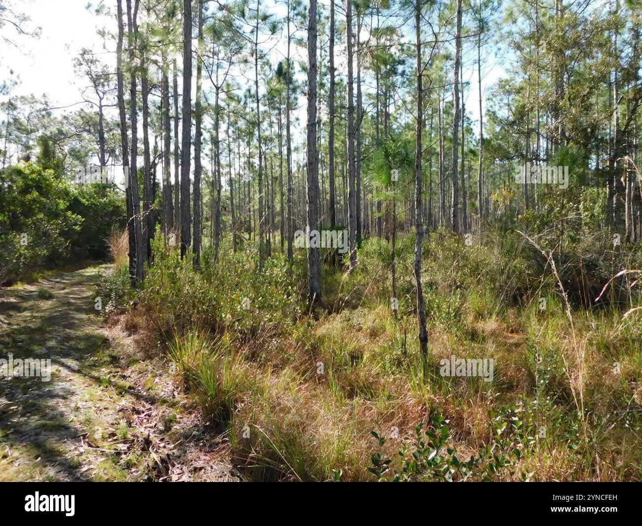 longleaf pine (Pinus palustris Stock Photo - Alamy