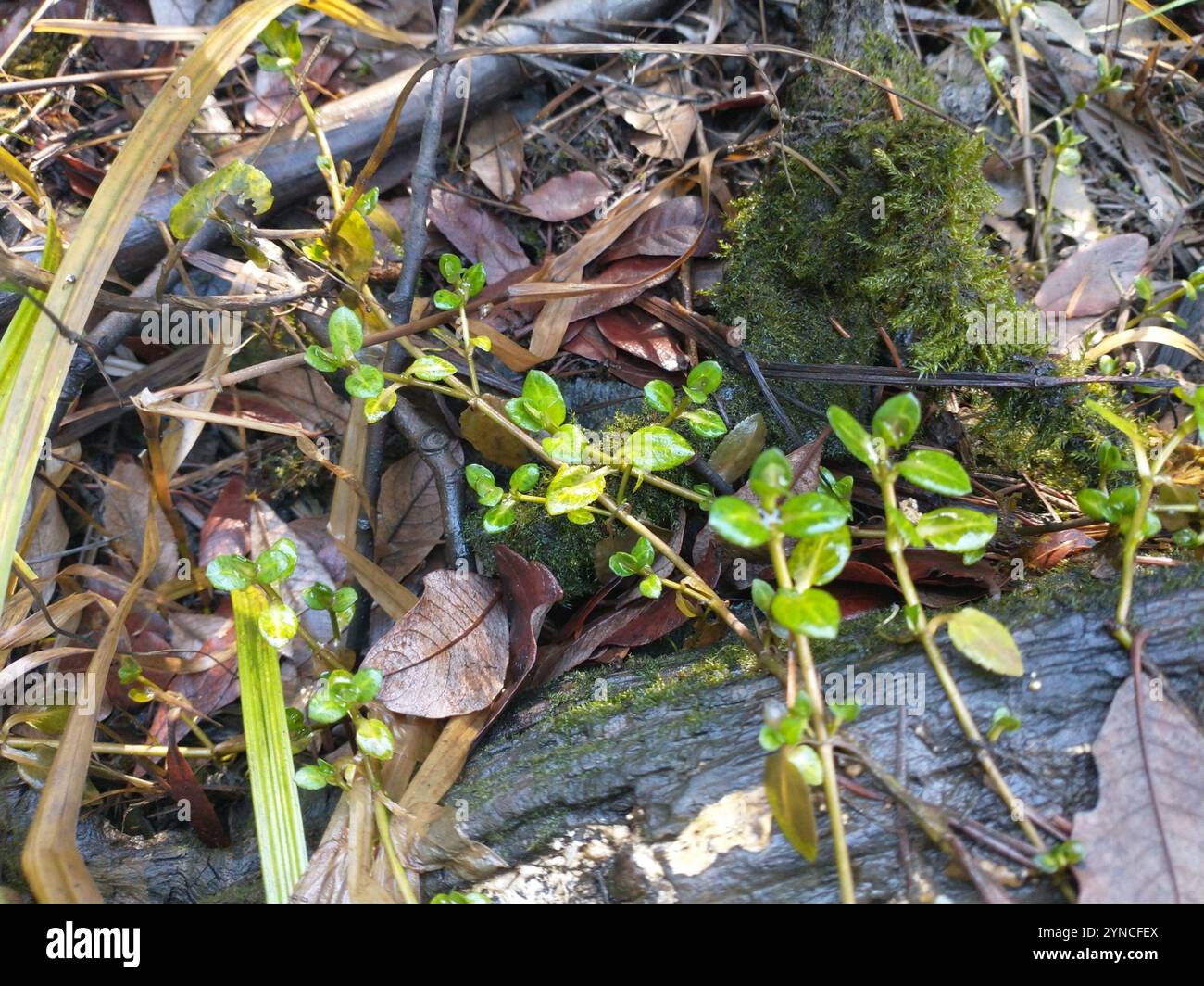 American brooklime hi-res stock photography and images - Alamy