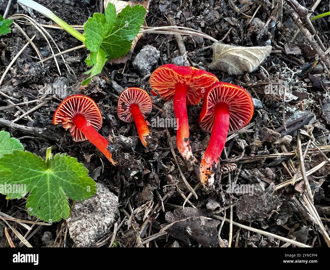 Scarlet Waxy Cap (Hygrocybe coccinea Stock Photo - Alamy