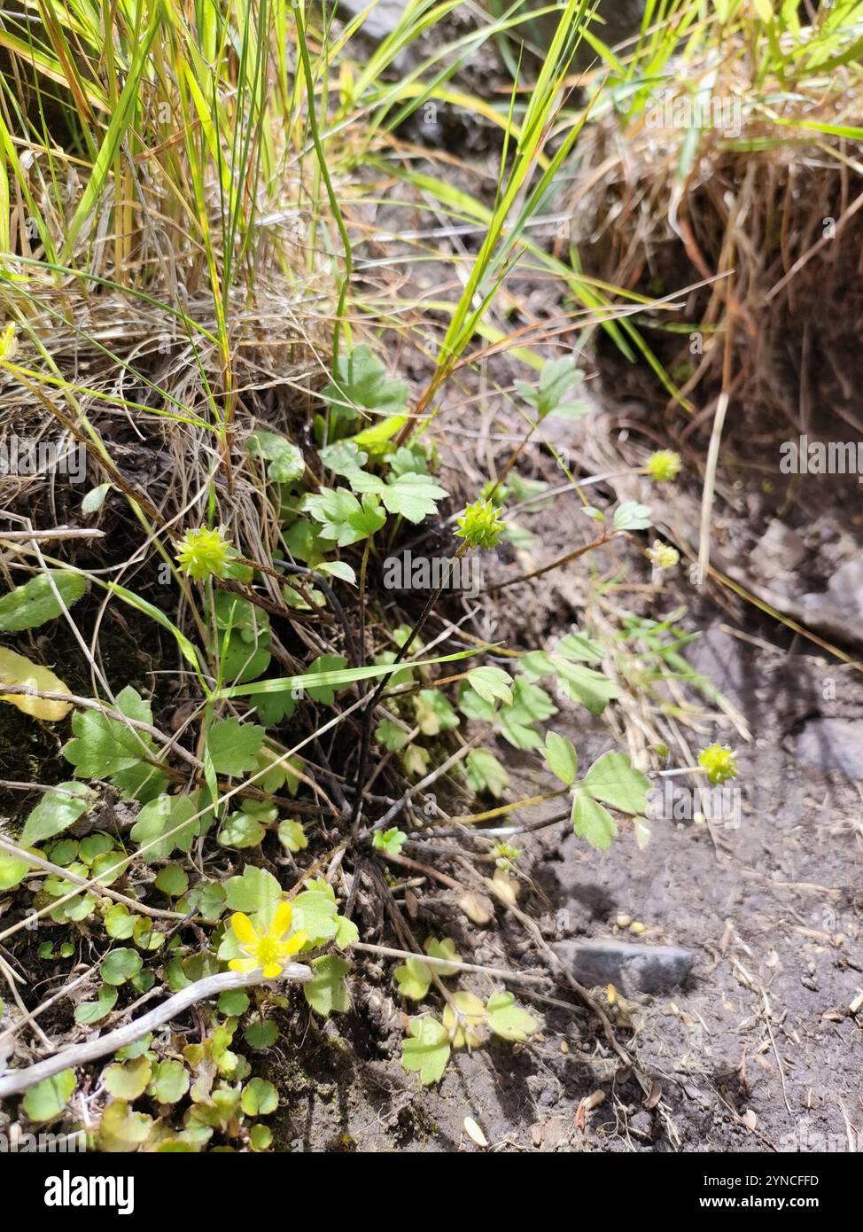 Maruru (Ranunculus reflexus Stock Photo - Alamy
