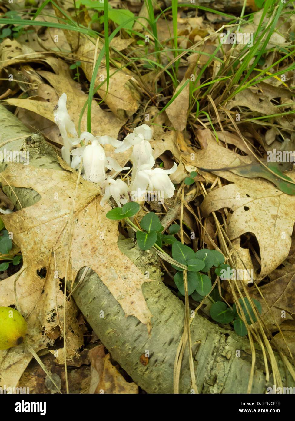 Ghost Pipe (Monotropa uniflora Stock Photo - Alamy