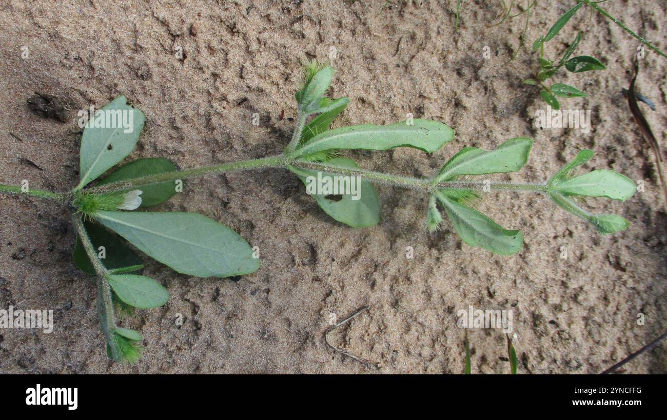 Blepharis maderaspatensis hi-res stock photography and images - Alamy