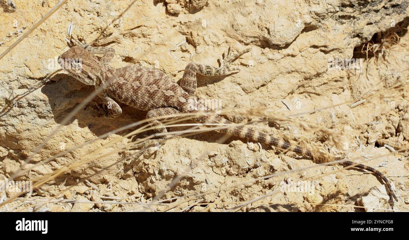 Trapelus sanguinolentus hi-res stock photography and images - Alamy