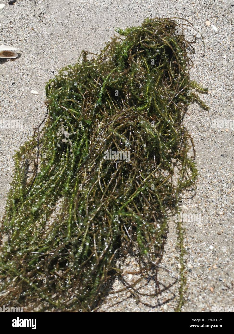 Canadian Waterweed (Elodea canadensis Stock Photo - Alamy