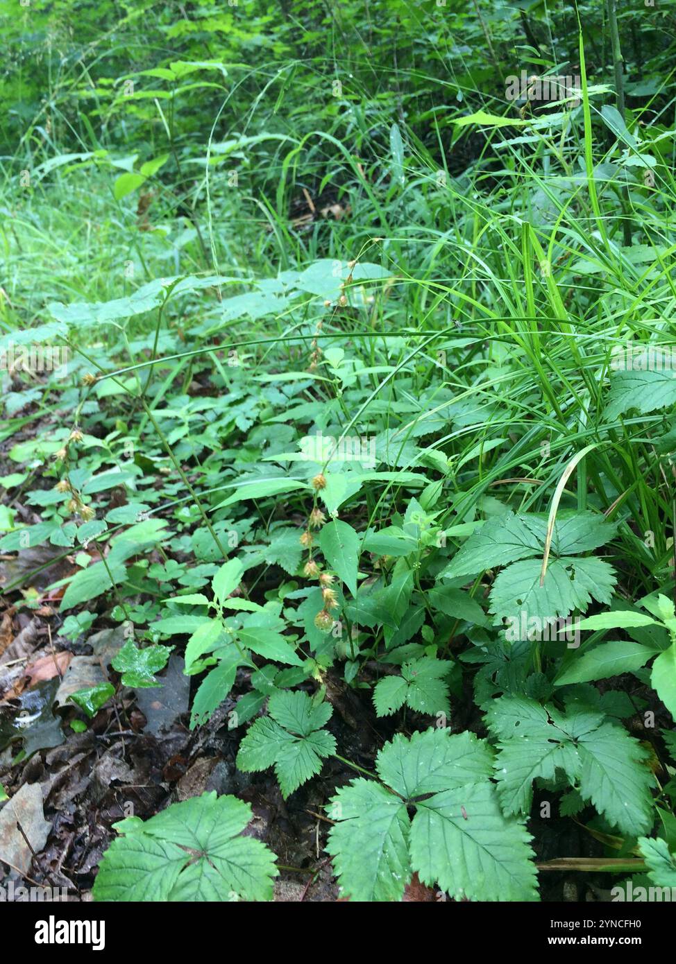 dwarf raspberry (Rubus pubescens Stock Photo - Alamy