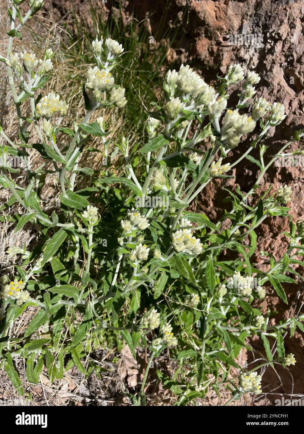 two-color rabbit tobacco (Pseudognaphalium biolettii Stock Photo - Alamy