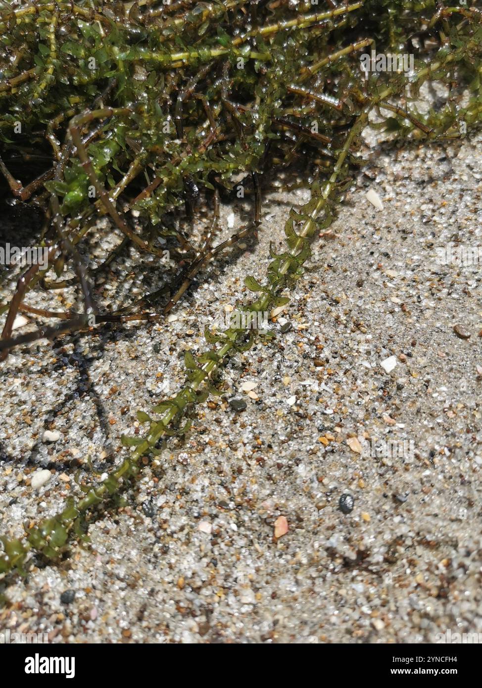 Canadian Waterweed (Elodea canadensis Stock Photo - Alamy